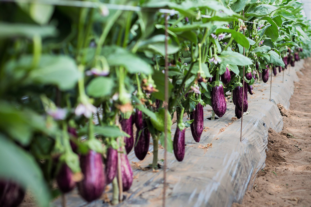 Semillas Fitó Central Asia Website